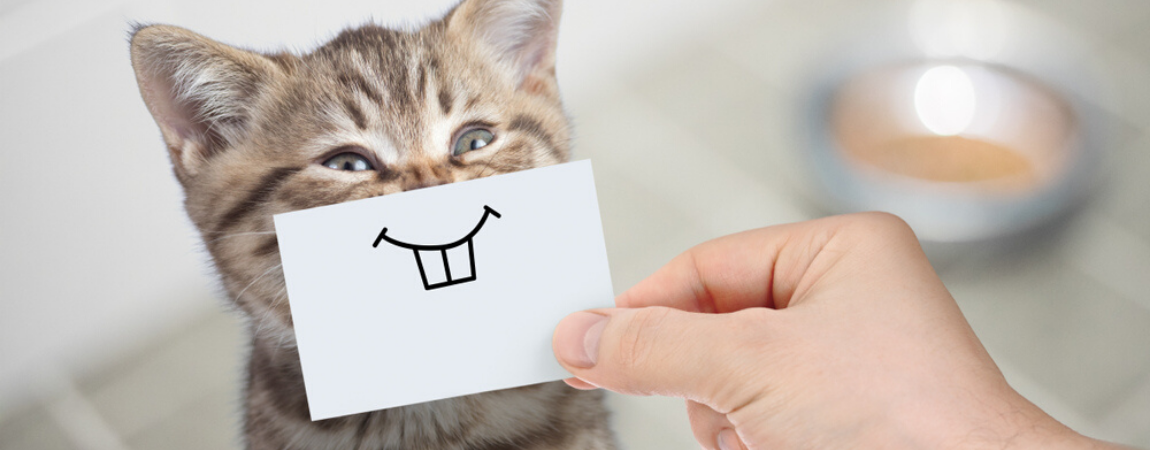 5 Tips tegen slechte adem van je kat - Kat Als Huisdier